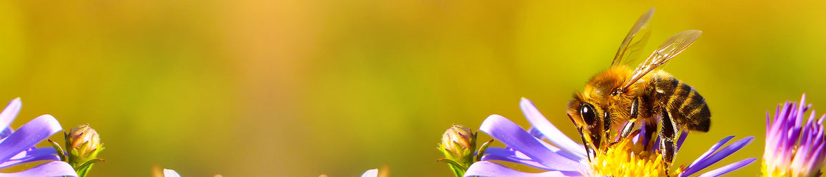 Live Bees - Rocky Mountain Bee Supply