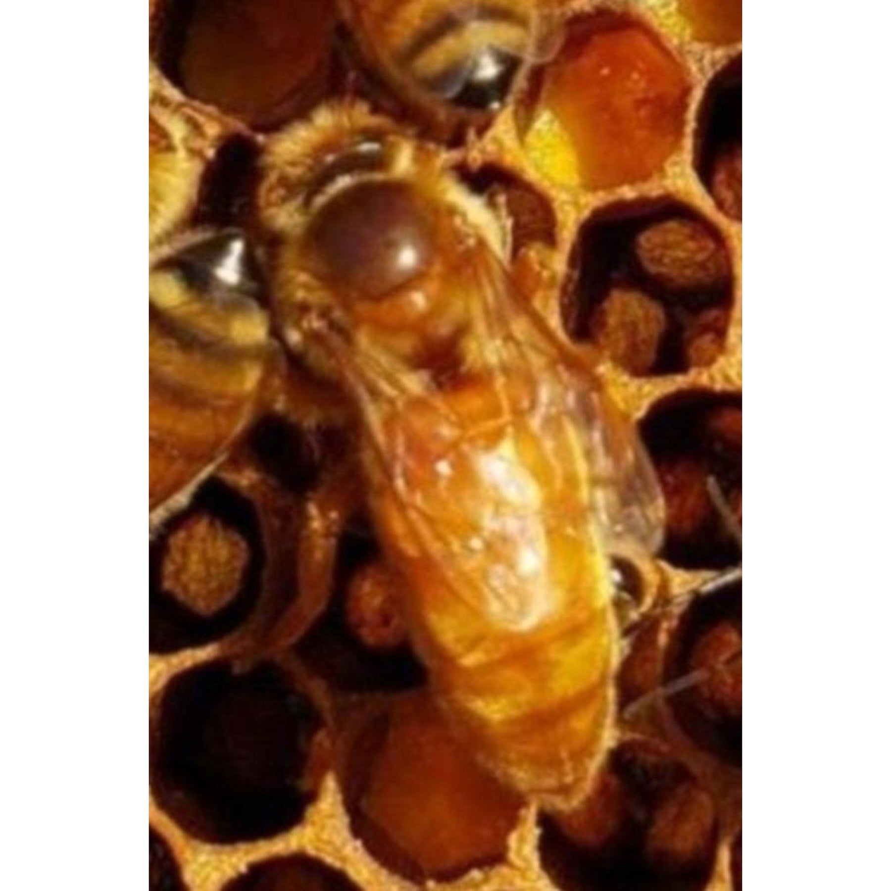 Live Bees - Rocky Mountain Bee Supply
