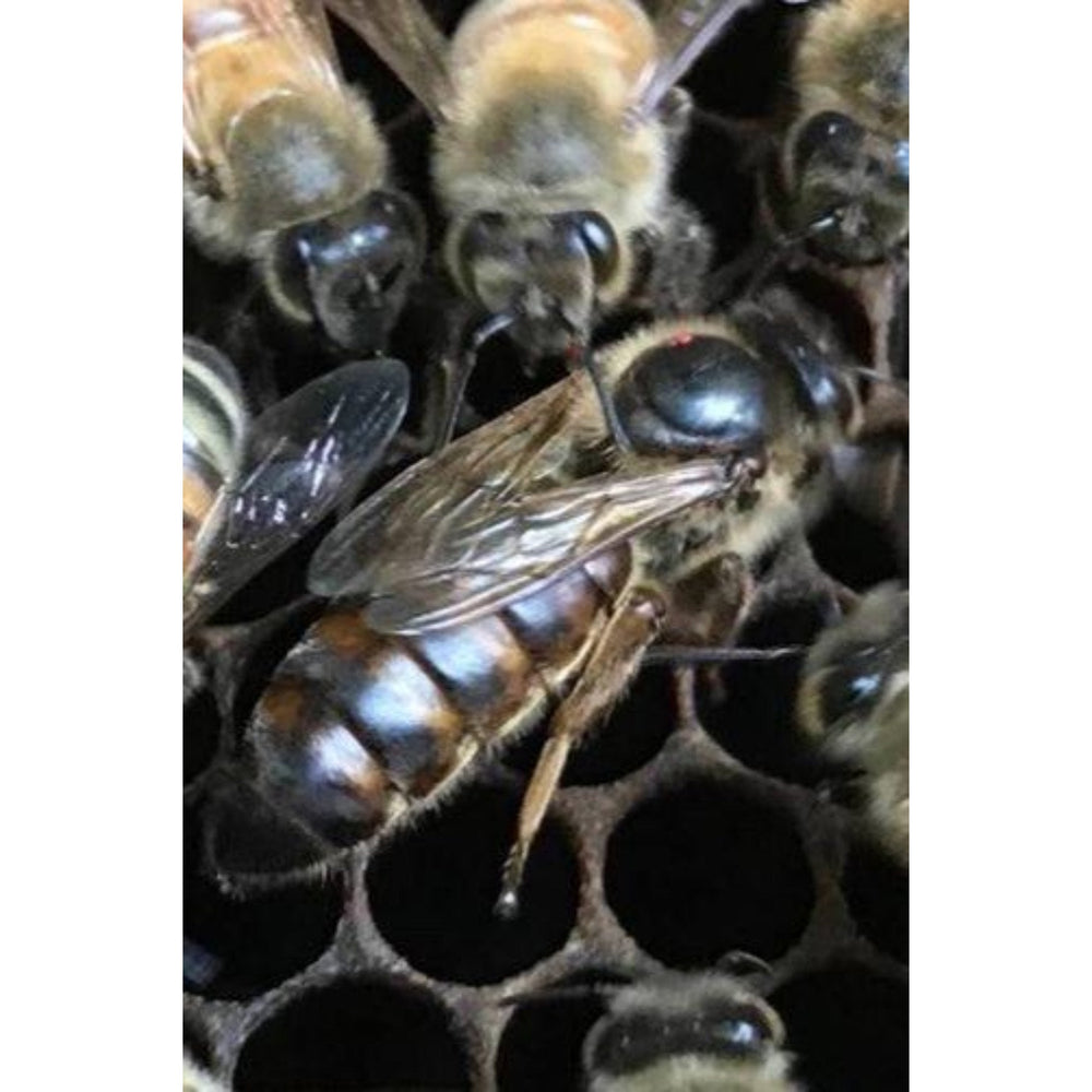Mated Queens - Rocky Mountain Bee Supply